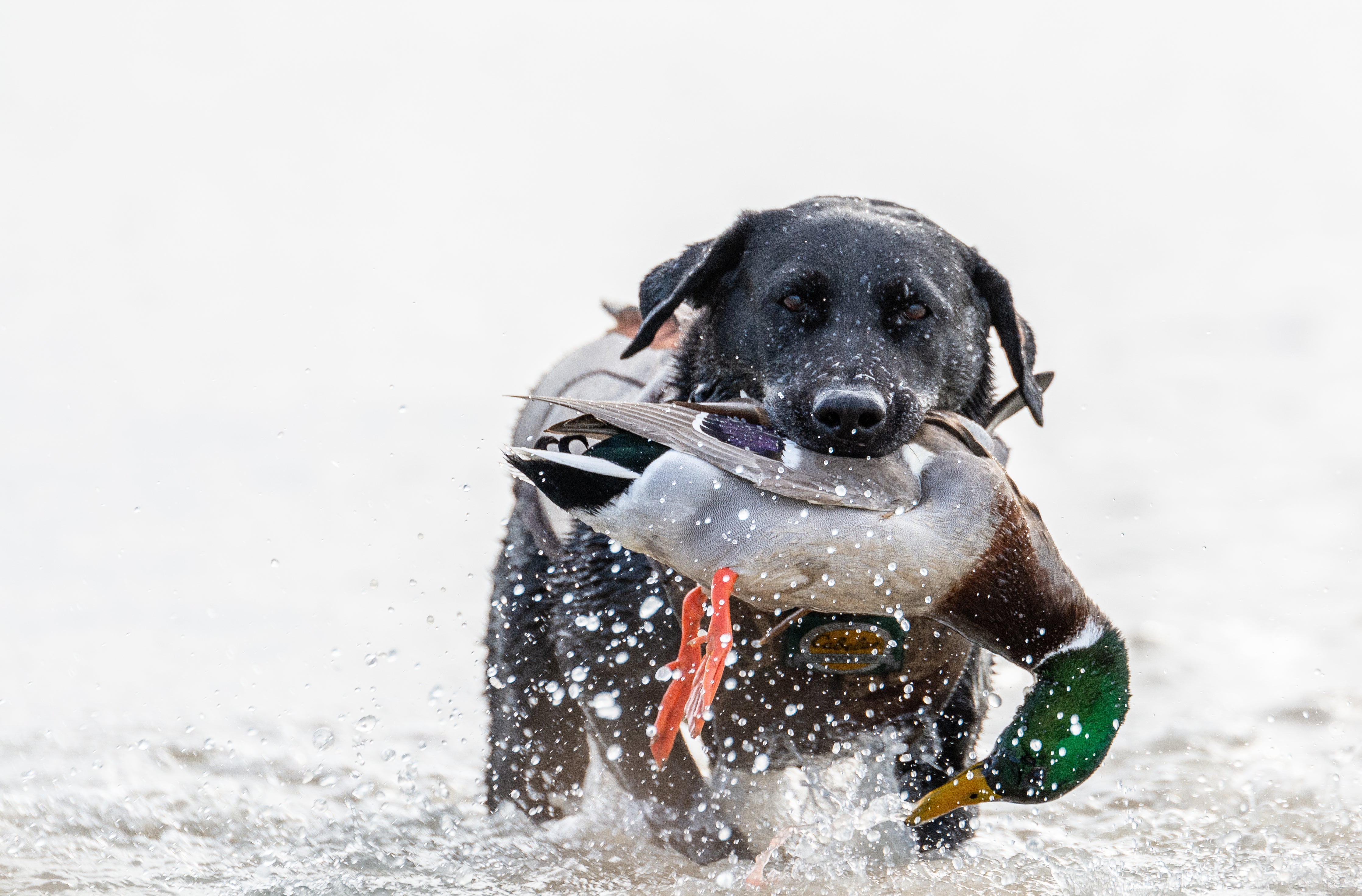 Best Performing Waterfowl Calls – Allegiant Calls