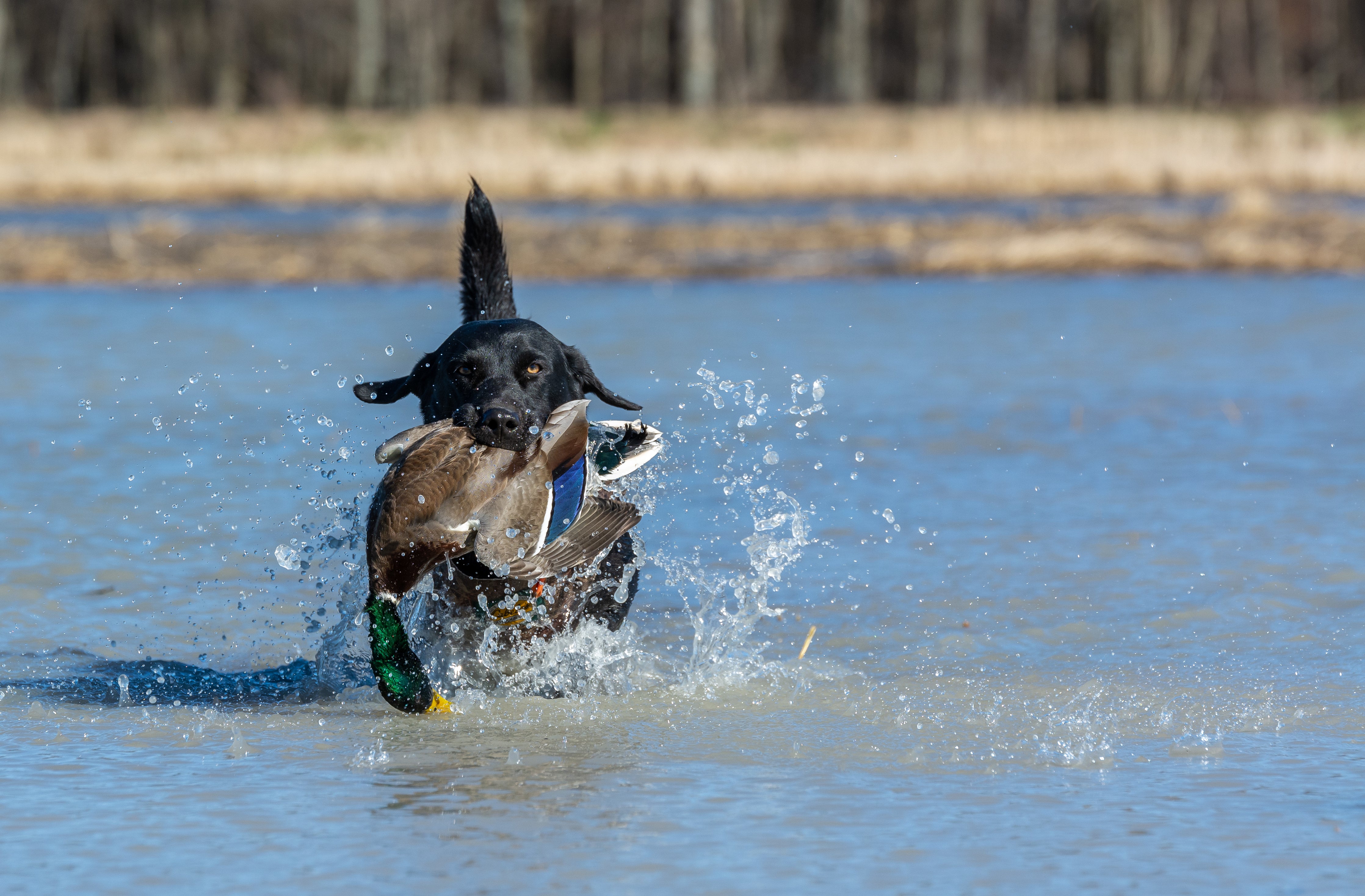 Best Performing Waterfowl Calls – Allegiant Calls