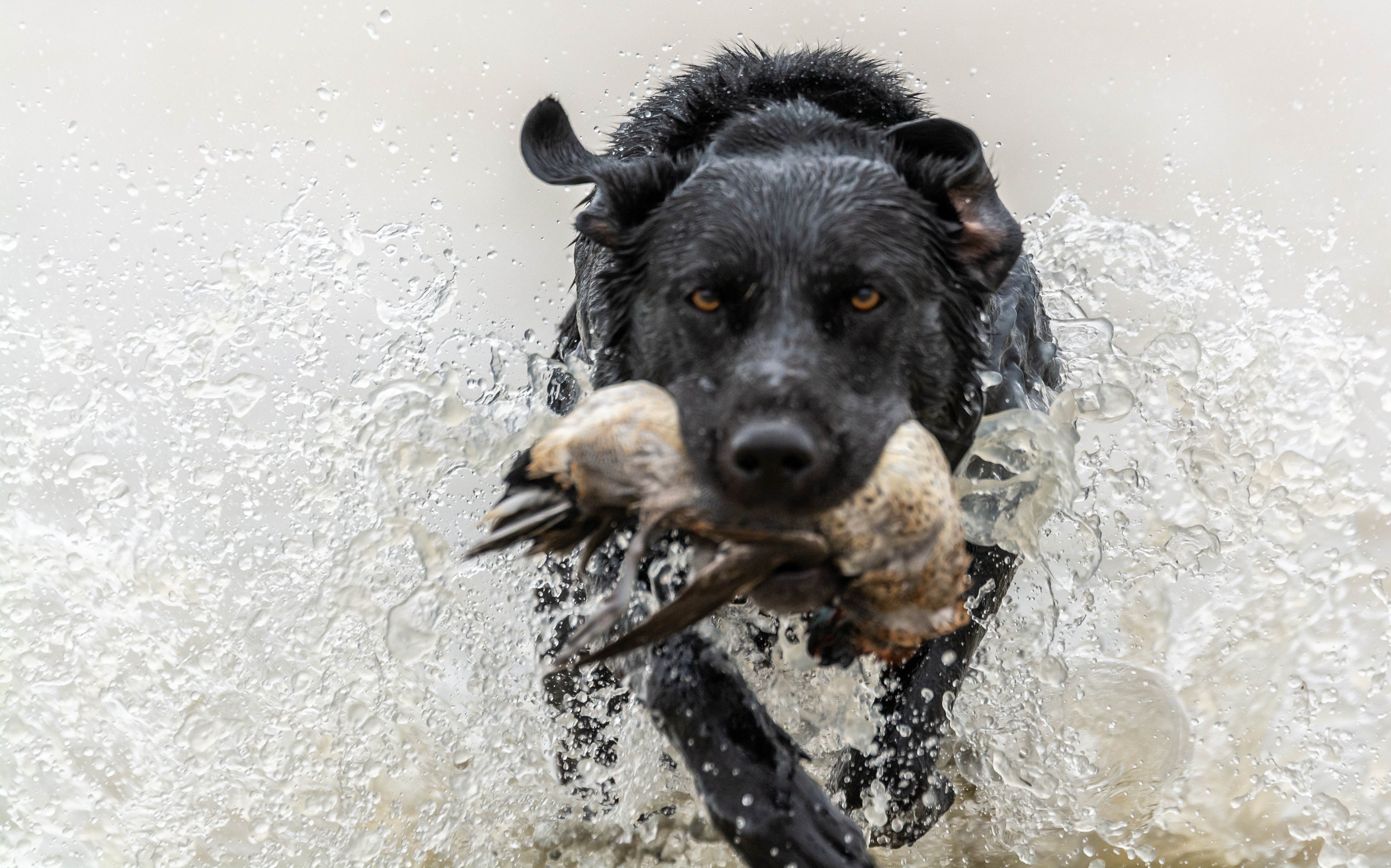 Best Performing Waterfowl Calls – Allegiant Calls